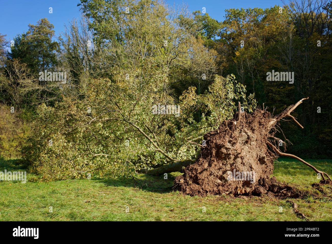 Violent storm completely uprooted tree on the edge of the forest Stock ...