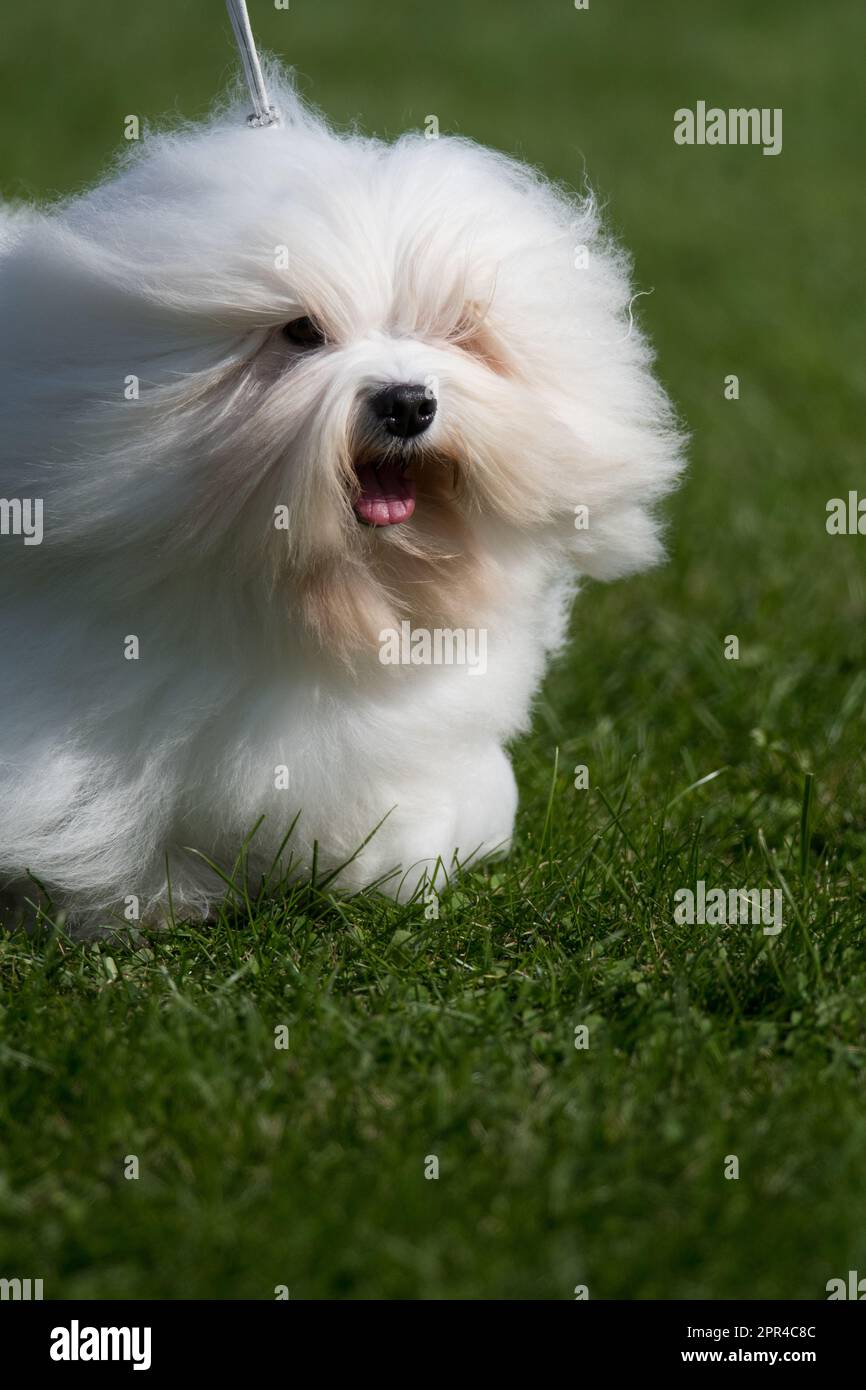 Small dog with white flowing hair competing in the Non-Sporting group ...