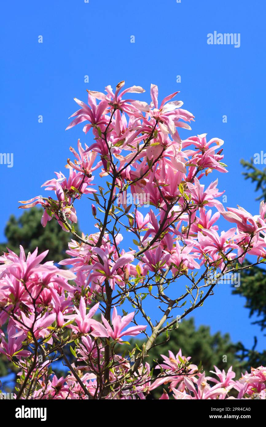 Magnificent Magnolia Tree Stock Photo - Alamy