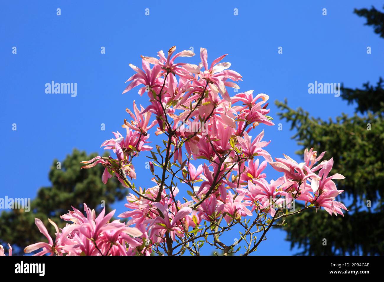 Magnificent Magnolia Tree Stock Photo - Alamy