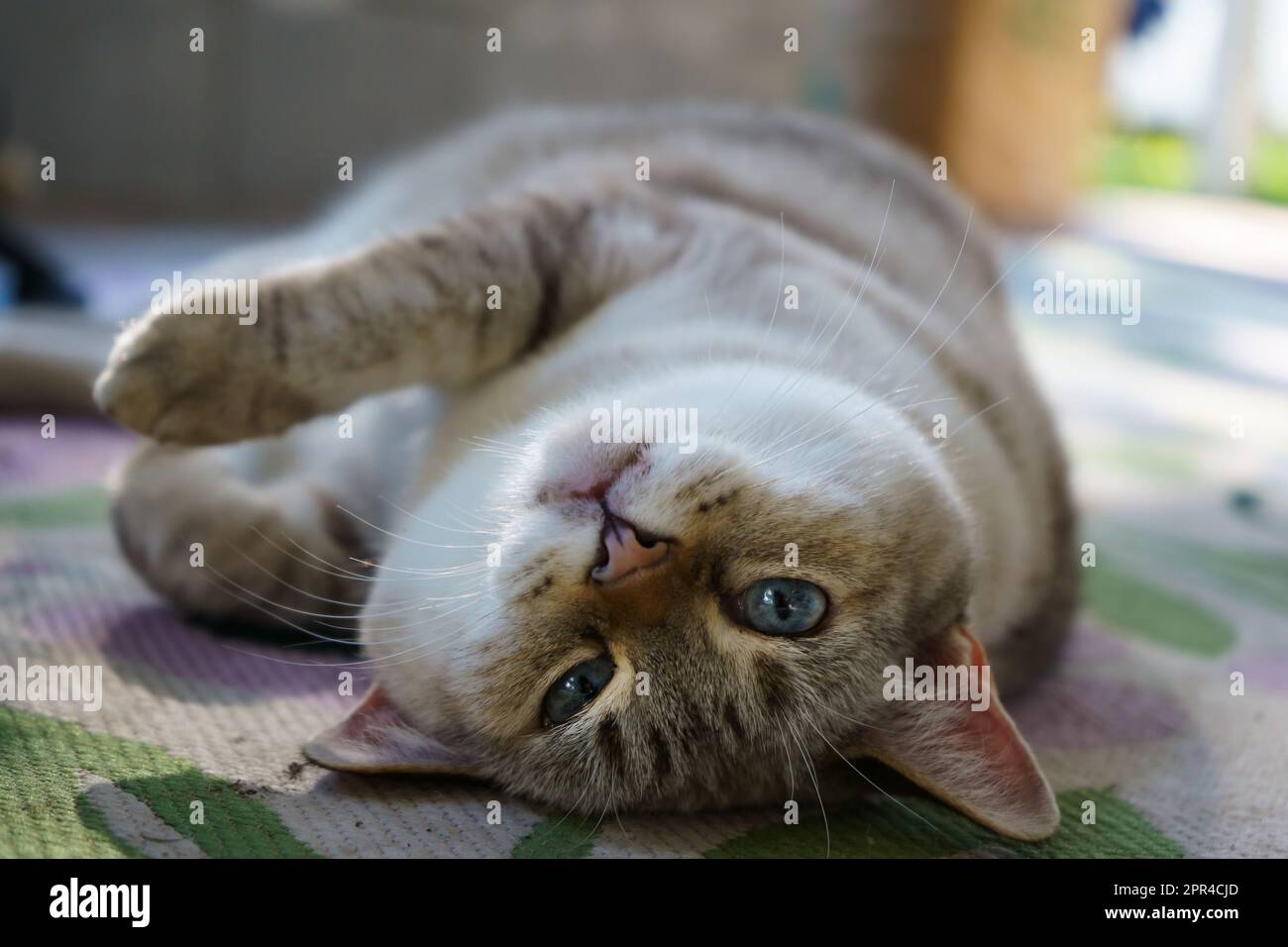 Fluffy cat comfortably laying hi-res stock photography and images - Alamy