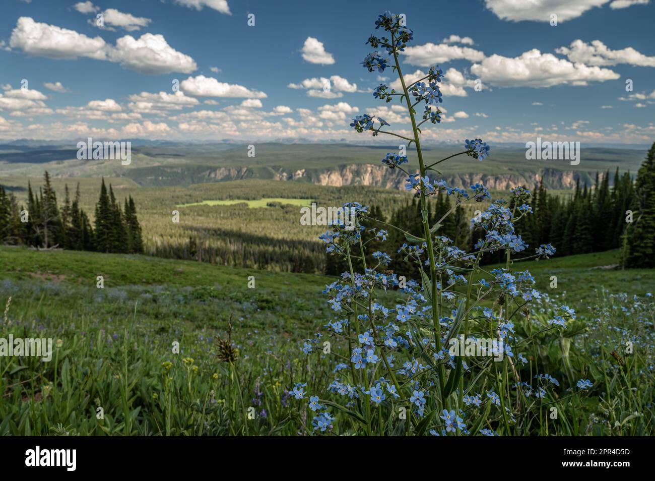 Blooming Forget-Me-Not Plant Stands On Trail Overlooking The Grand ...