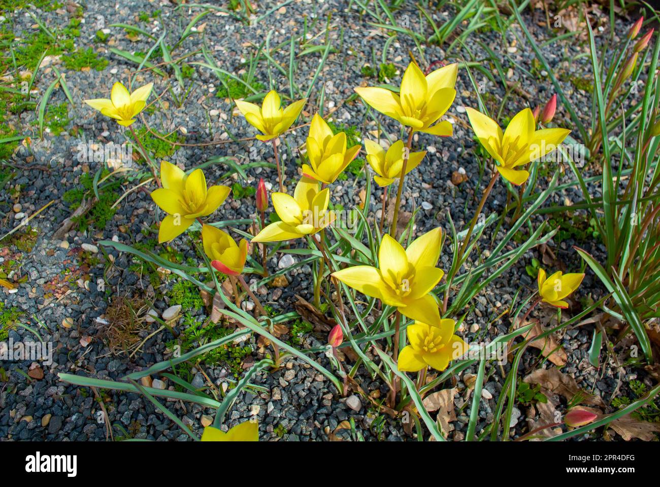 the yellow flower of Tulipa clusiana Stock Photo - Alamy