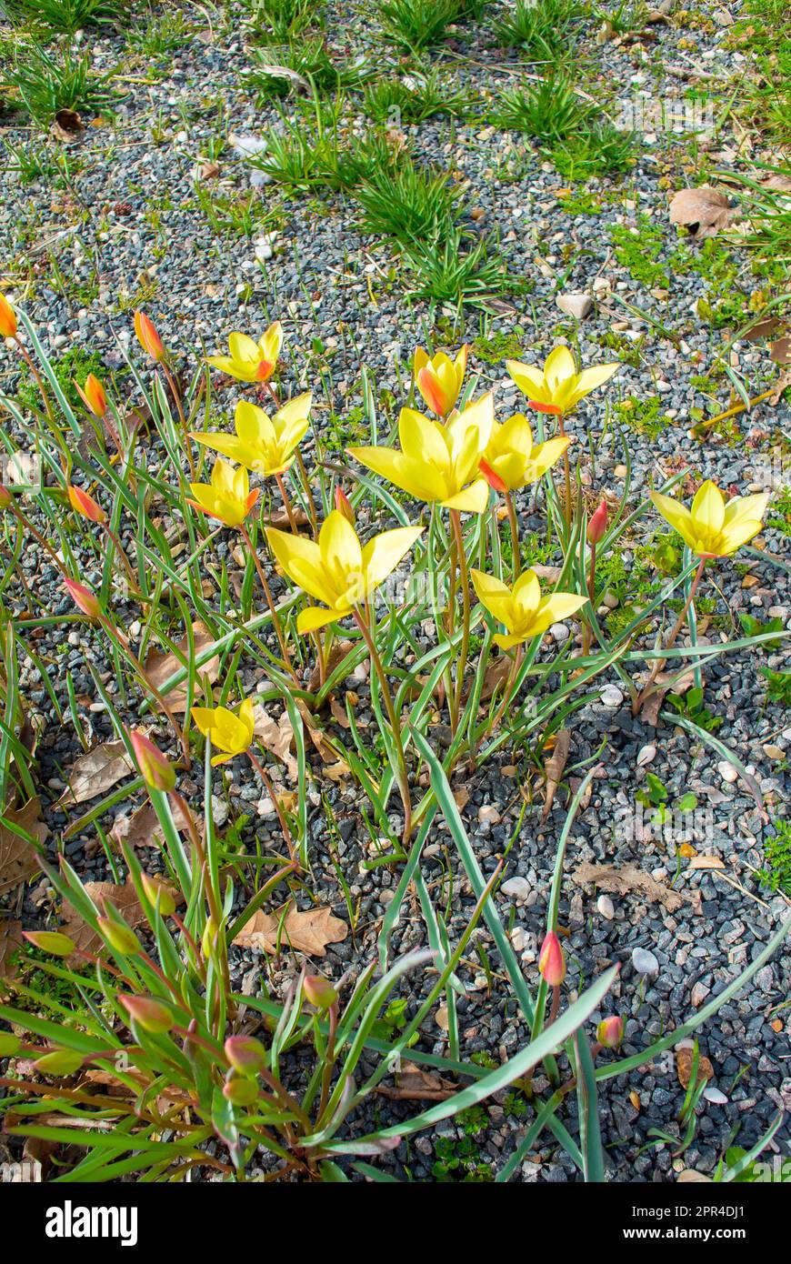 the yellow flower of Tulipa clusiana Stock Photo - Alamy