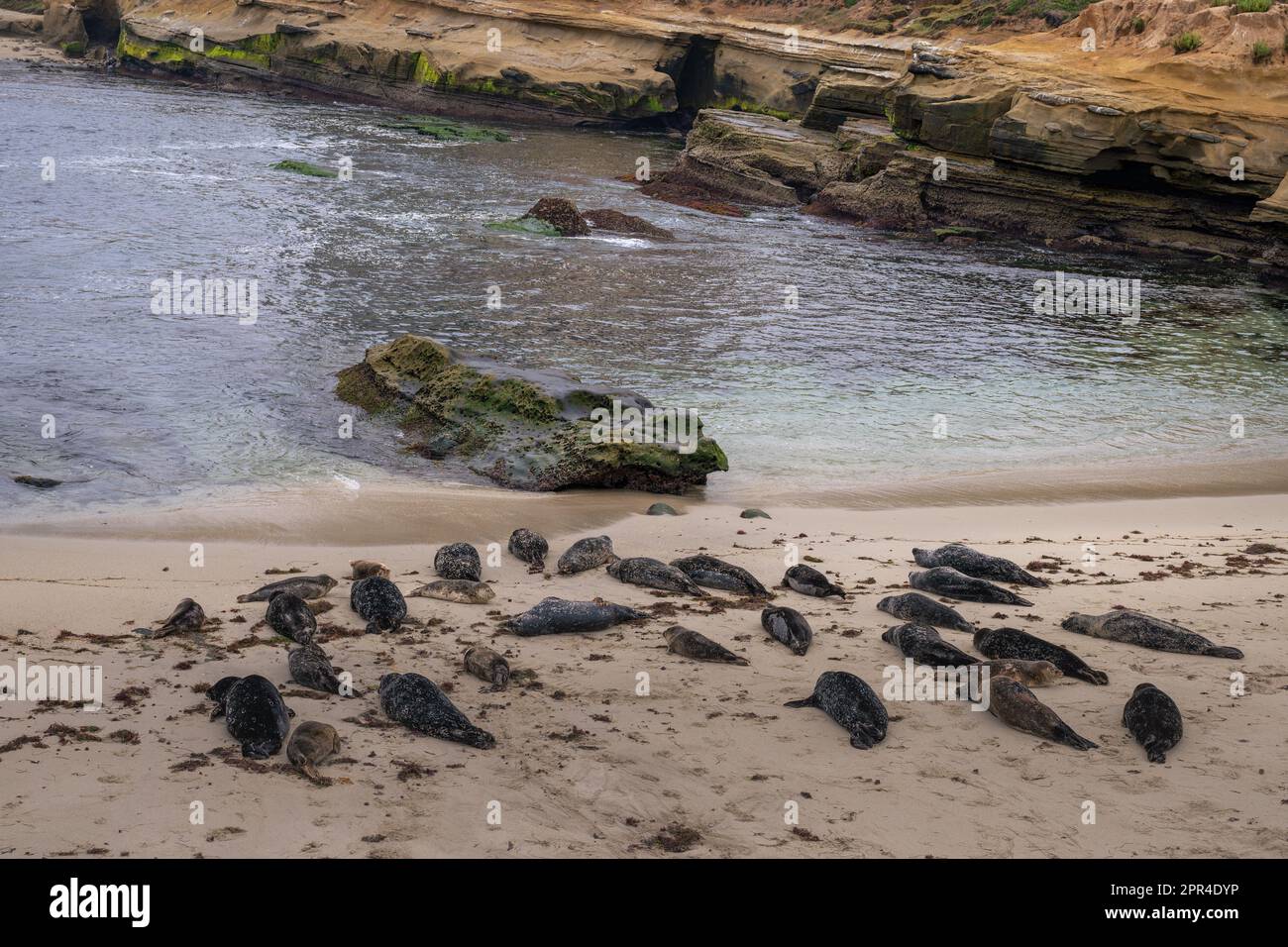 Adorable seals lying sandy beach hi-res stock photography and images ...
