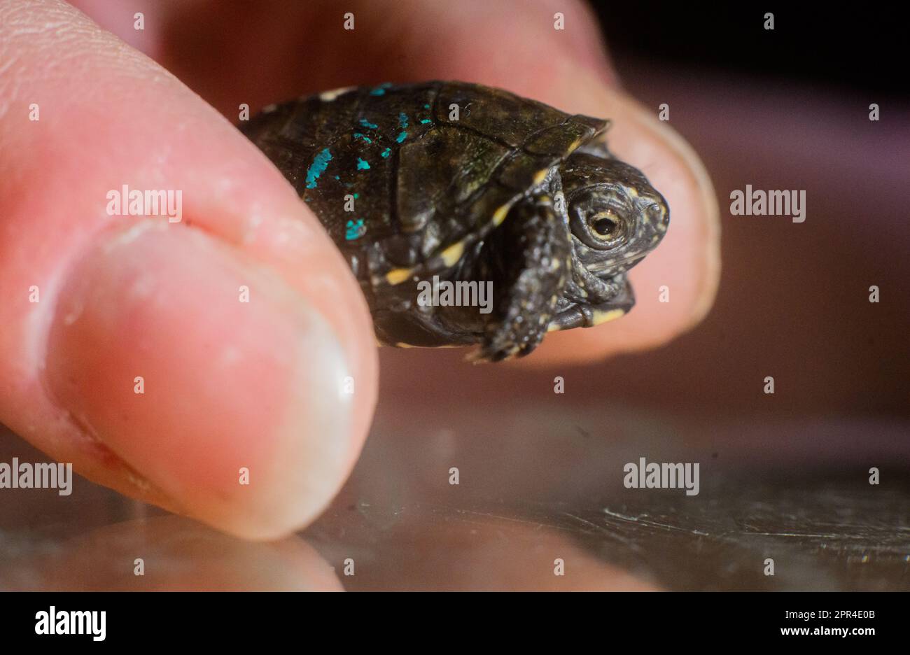 Hanover, Germany. 26th Apr, 2023. An animal keeper shows a young ...