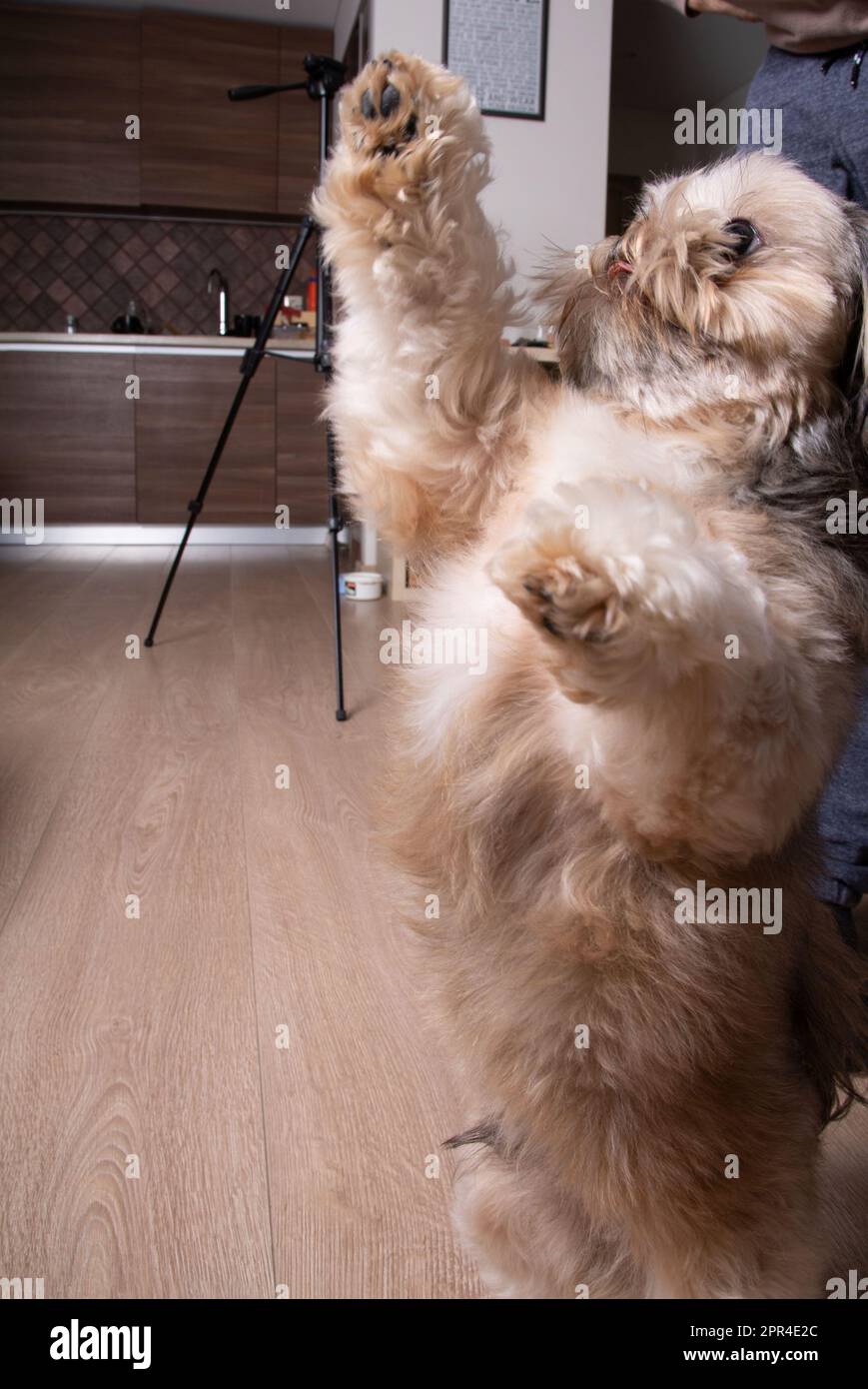 Dog standing up on hind legs hi-res stock photography and images - Alamy