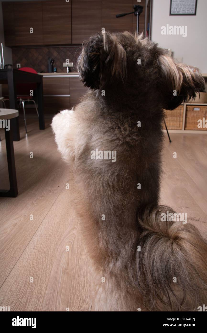 photo of a small dog playing and jumping on his hind legs, rear view ...