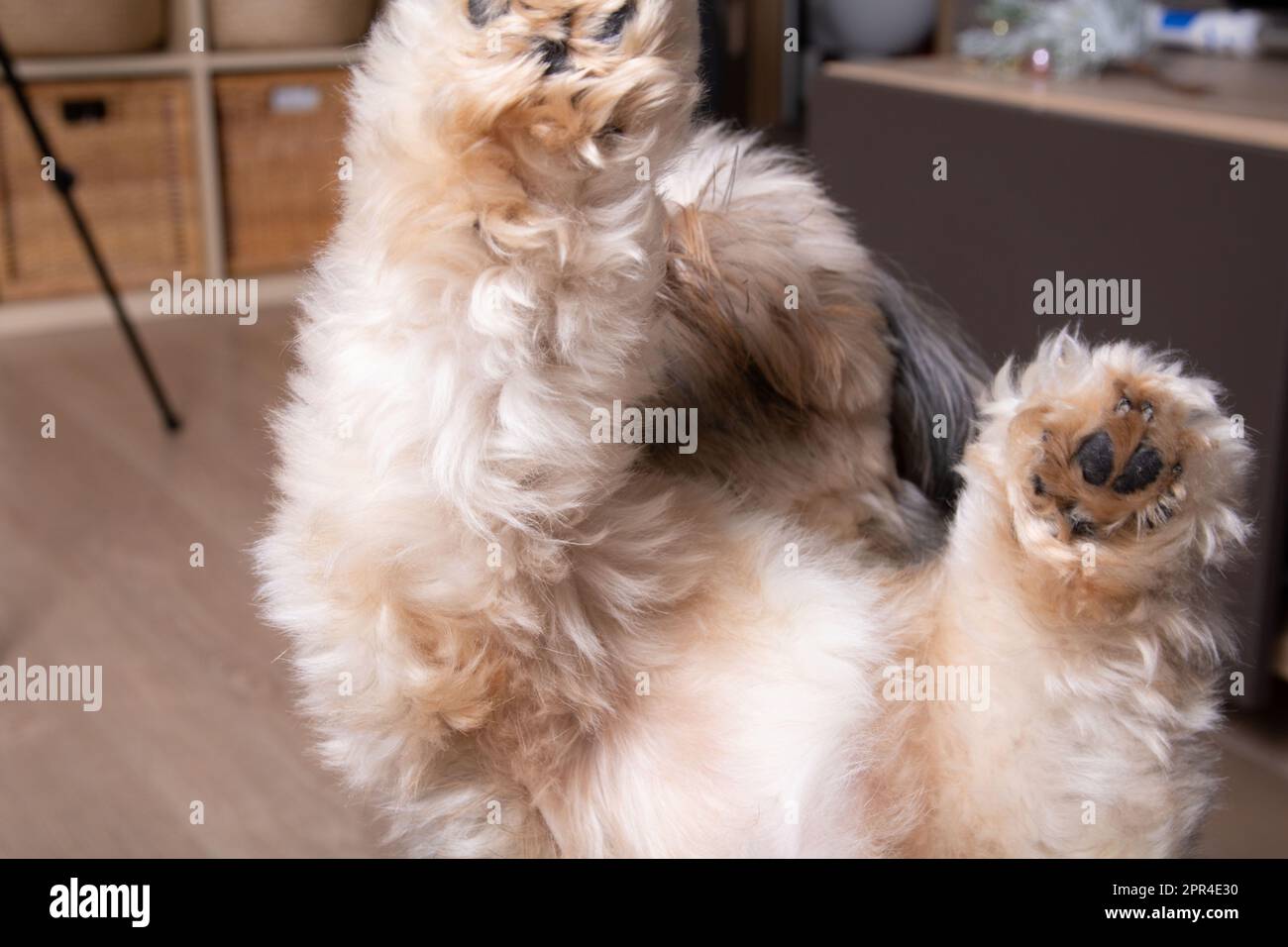 photo Shih Tzu raised her front paws up in a close-up Stock Photo - Alamy