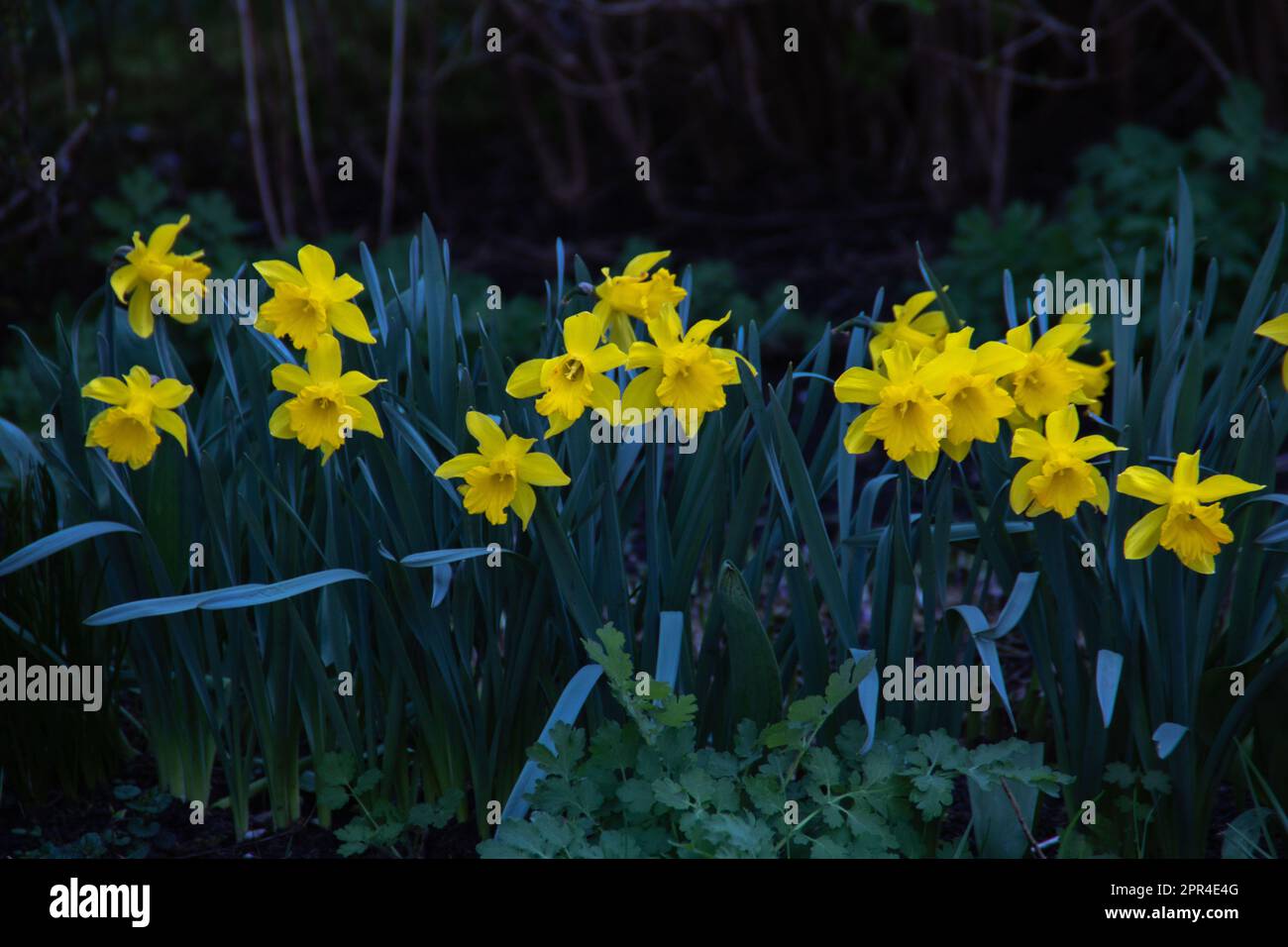photo of many bright yellow spring flowers Stock Photo - Alamy