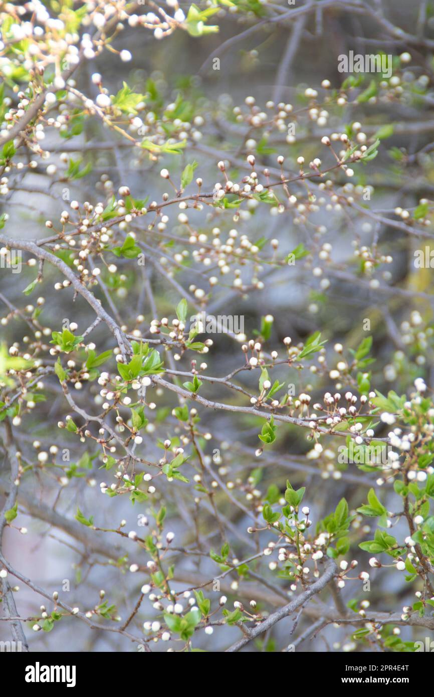 photo white buds on a tree background in the blur Stock Photo - Alamy