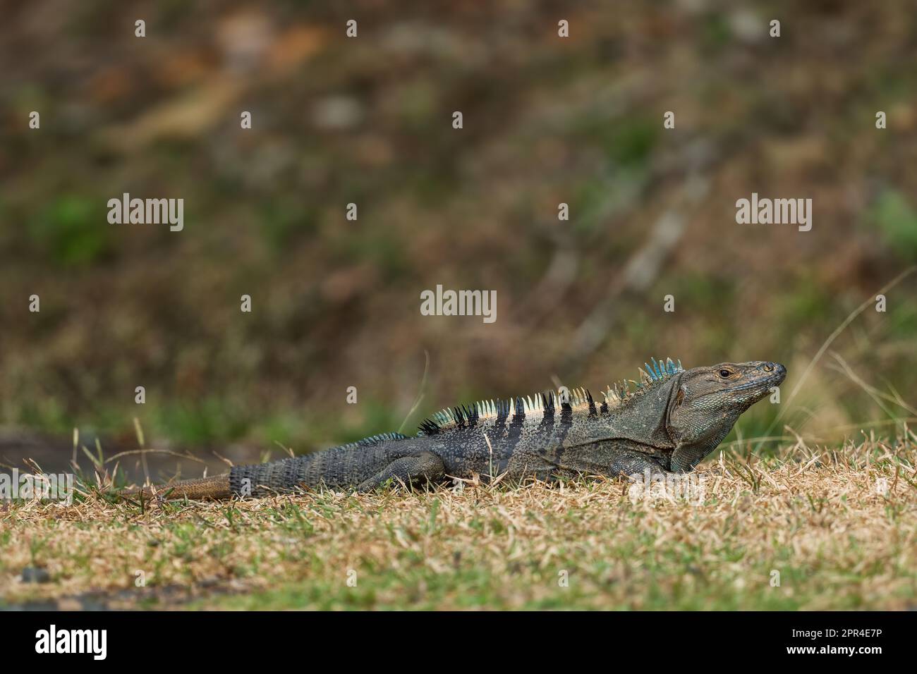 Common Green Iguana - Iguana iguana, large popular lizard from Central ...