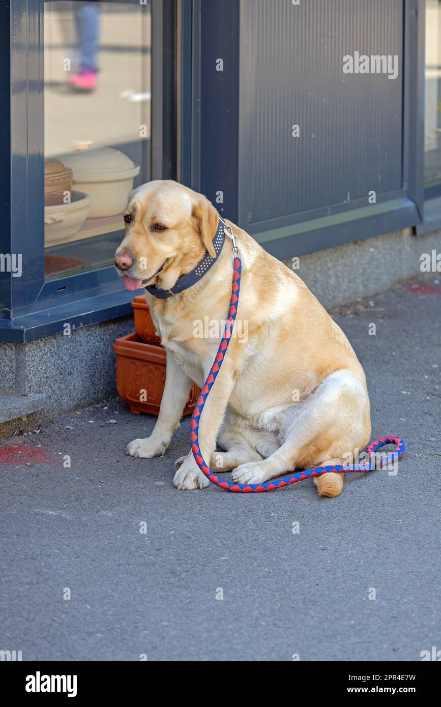 Alone Labrador Pet Dog With Leash Sitting Down and Waiting in Front of ...