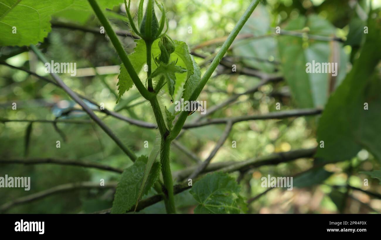 A tiny Thorn bug (also known as the Treehopper) insect is sitting ...
