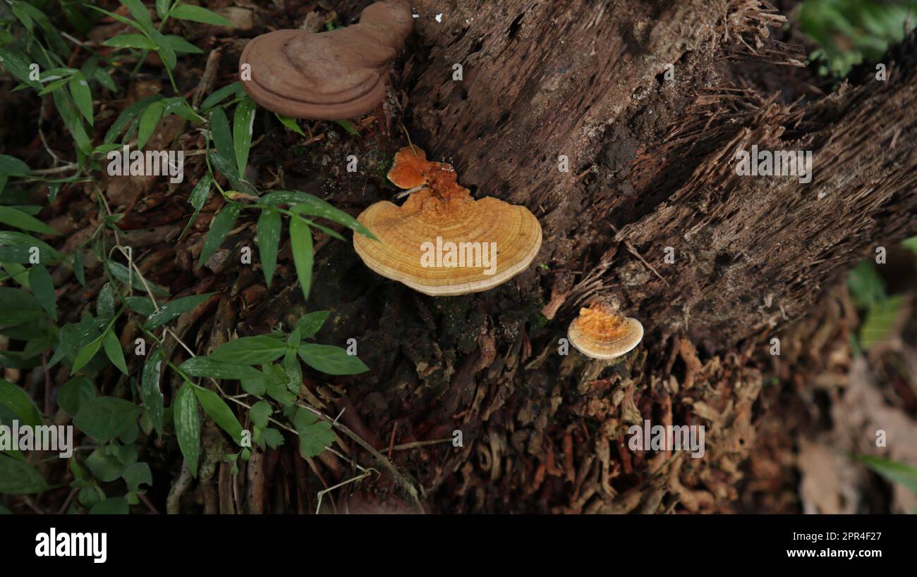 Three orange bracket mushrooms in the different growing stages are on ...