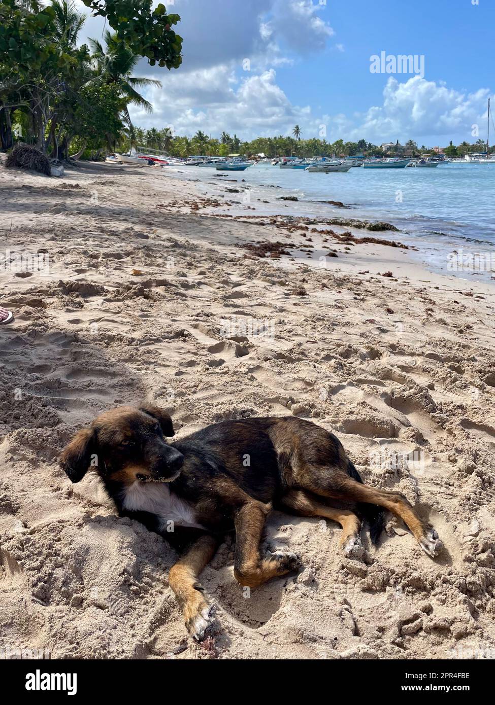 Dog in Bayahibe beach, Dominican Republic Stock Photo - Alamy