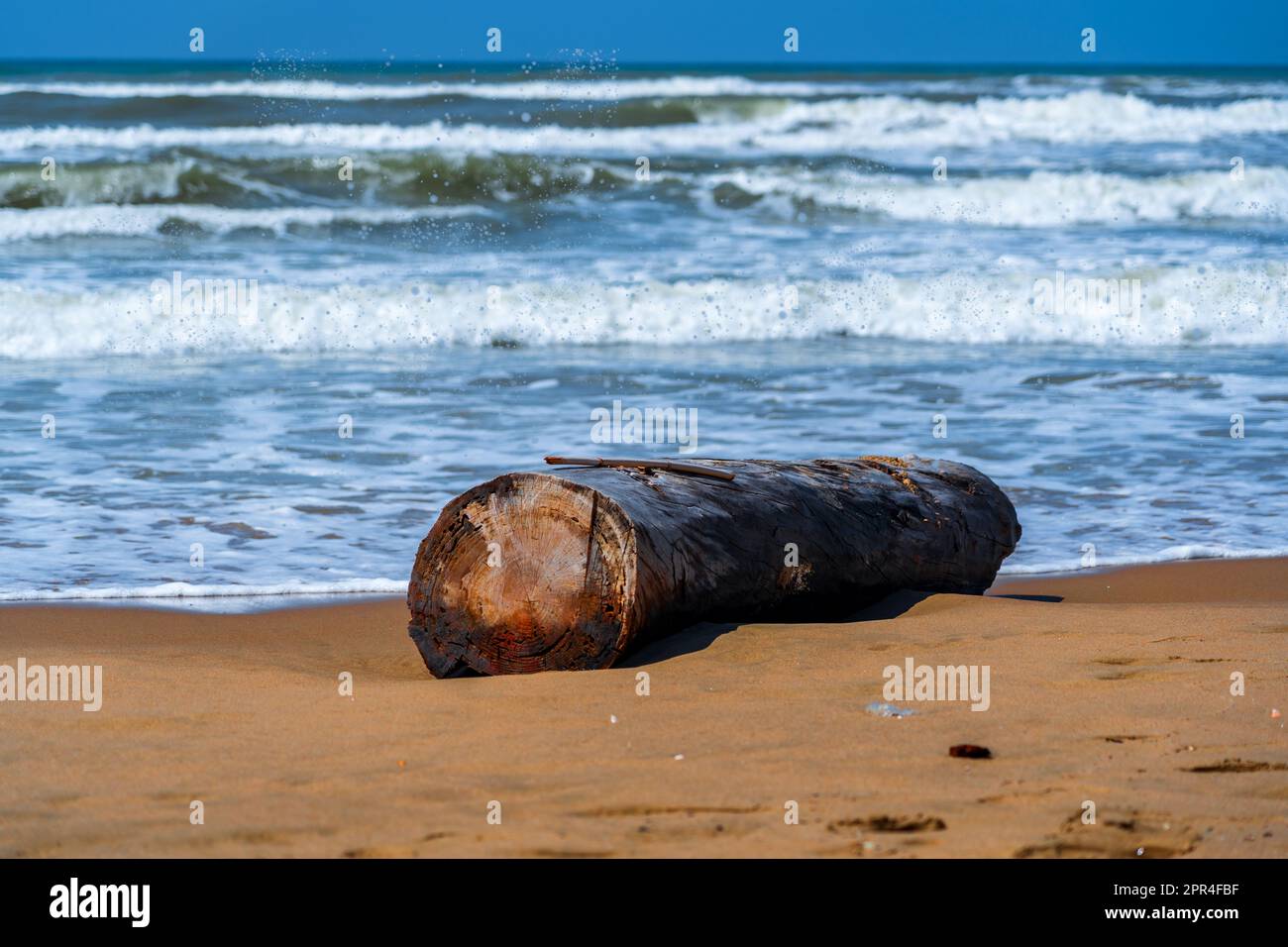 cylindrical tree trunk lies on the sun-gilded beach Stock Photo - Alamy