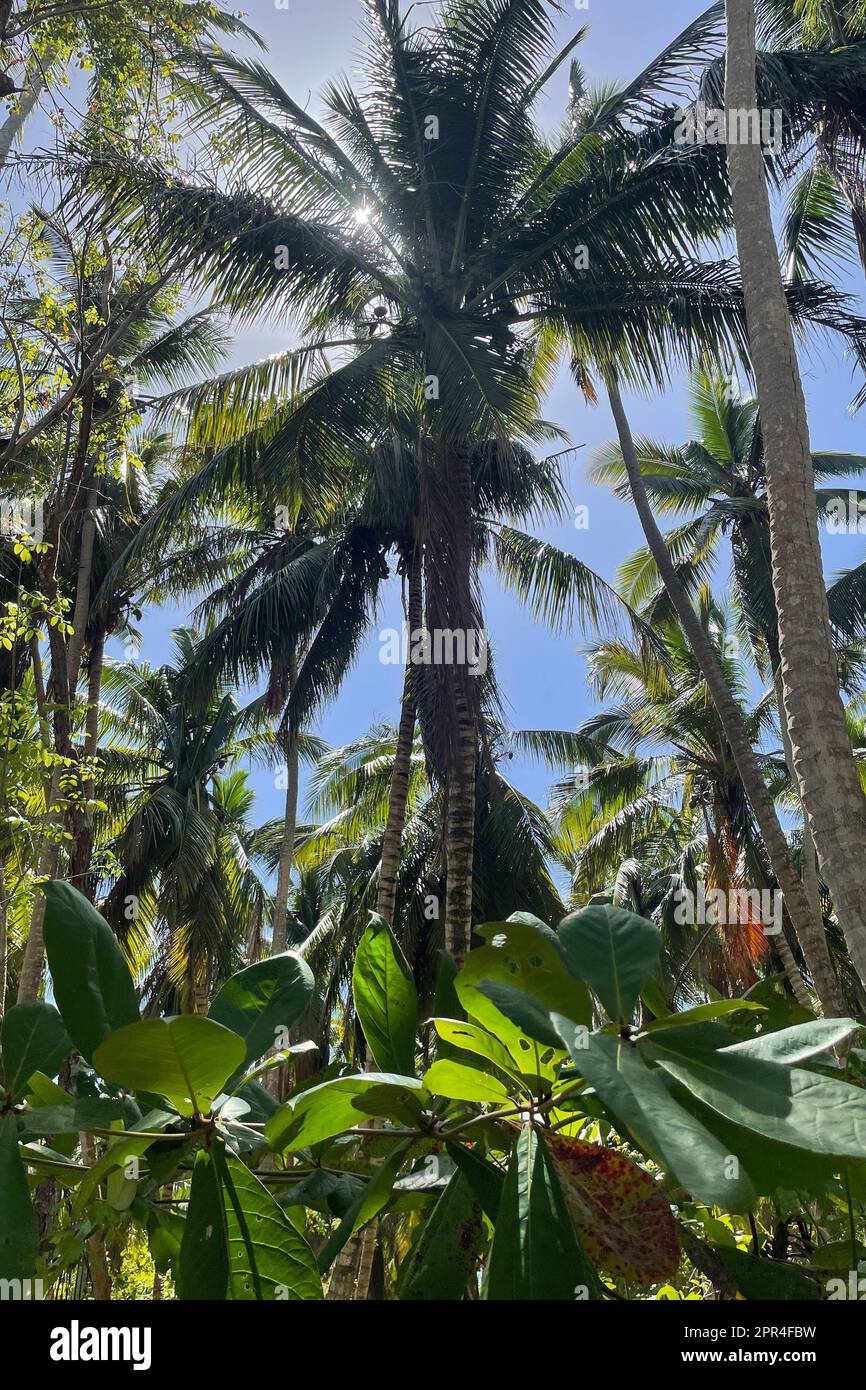 Cotubanama National Park, Isla Saona, Dominican Republic Stock Photo ...