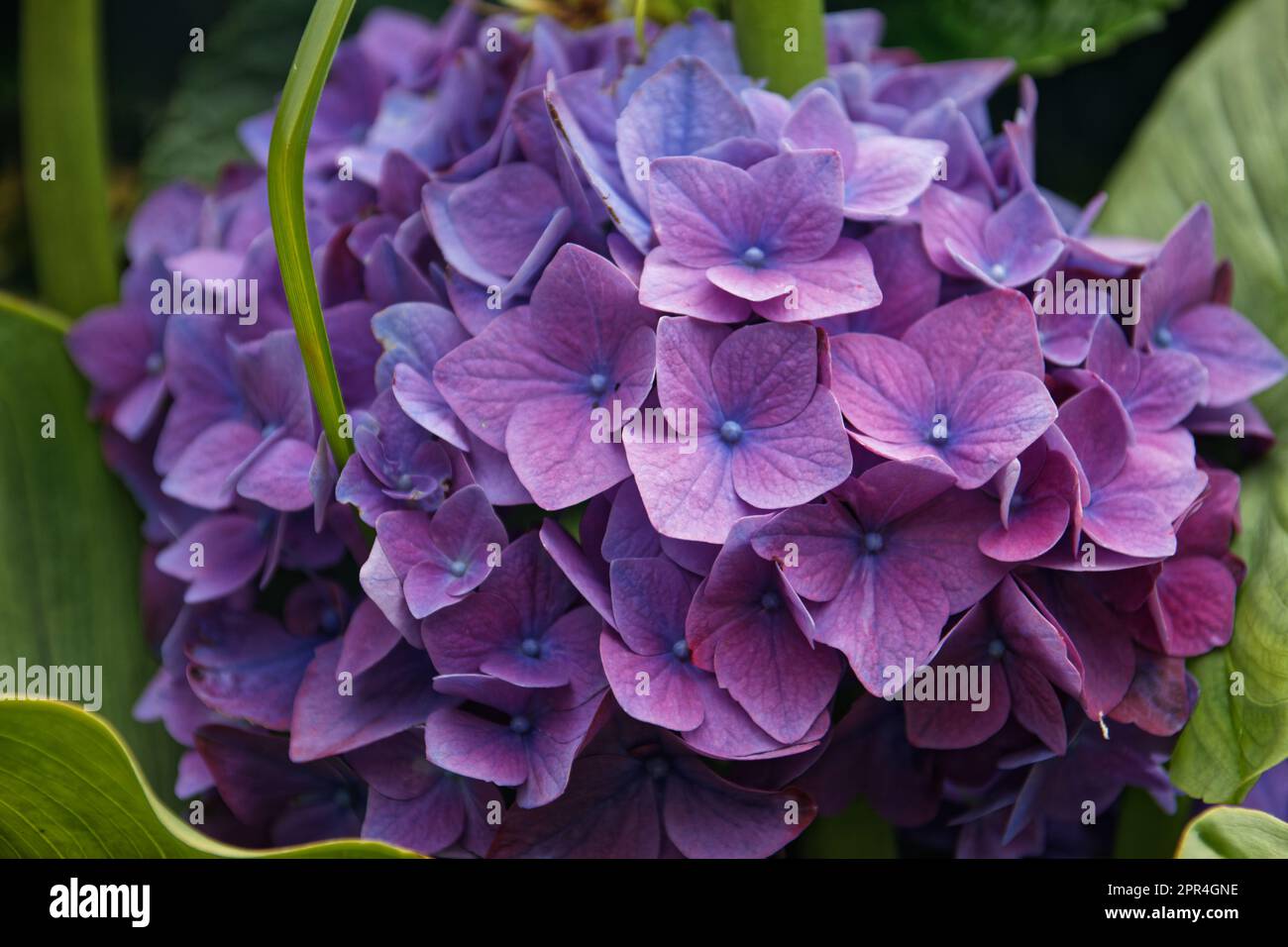 Hortensia azores hi-res stock photography and images - Alamy