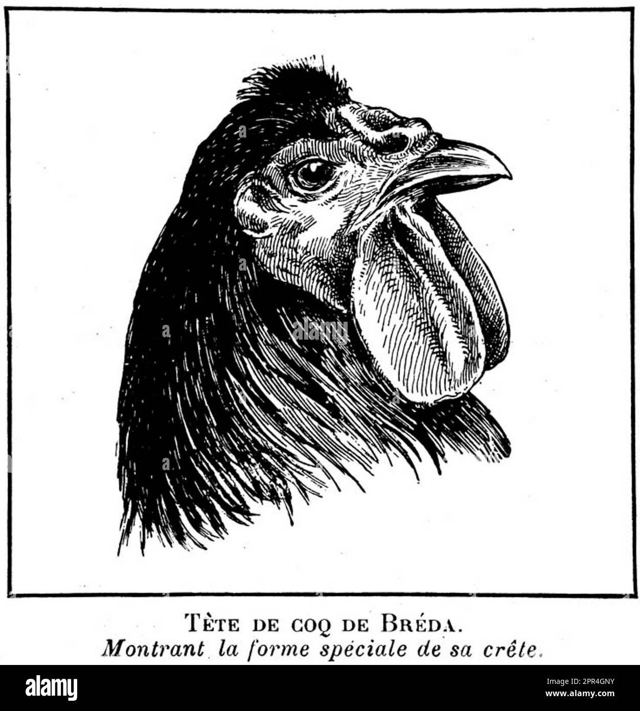 All farm birds Black and White Stock Photos & Images - Alamy