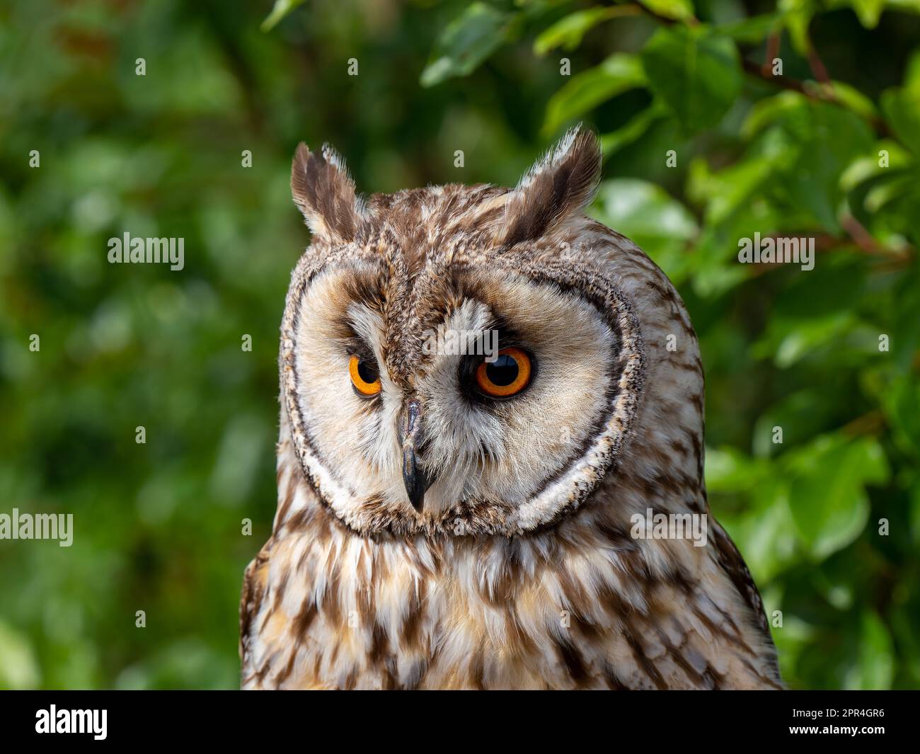 Long eared owl uk hi-res stock photography and images - Alamy