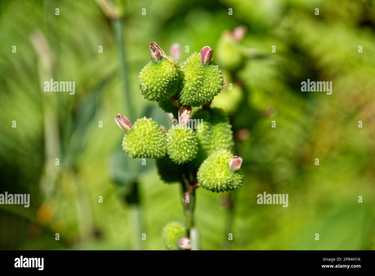 Canna lily pod hi-res stock photography and images - Alamy