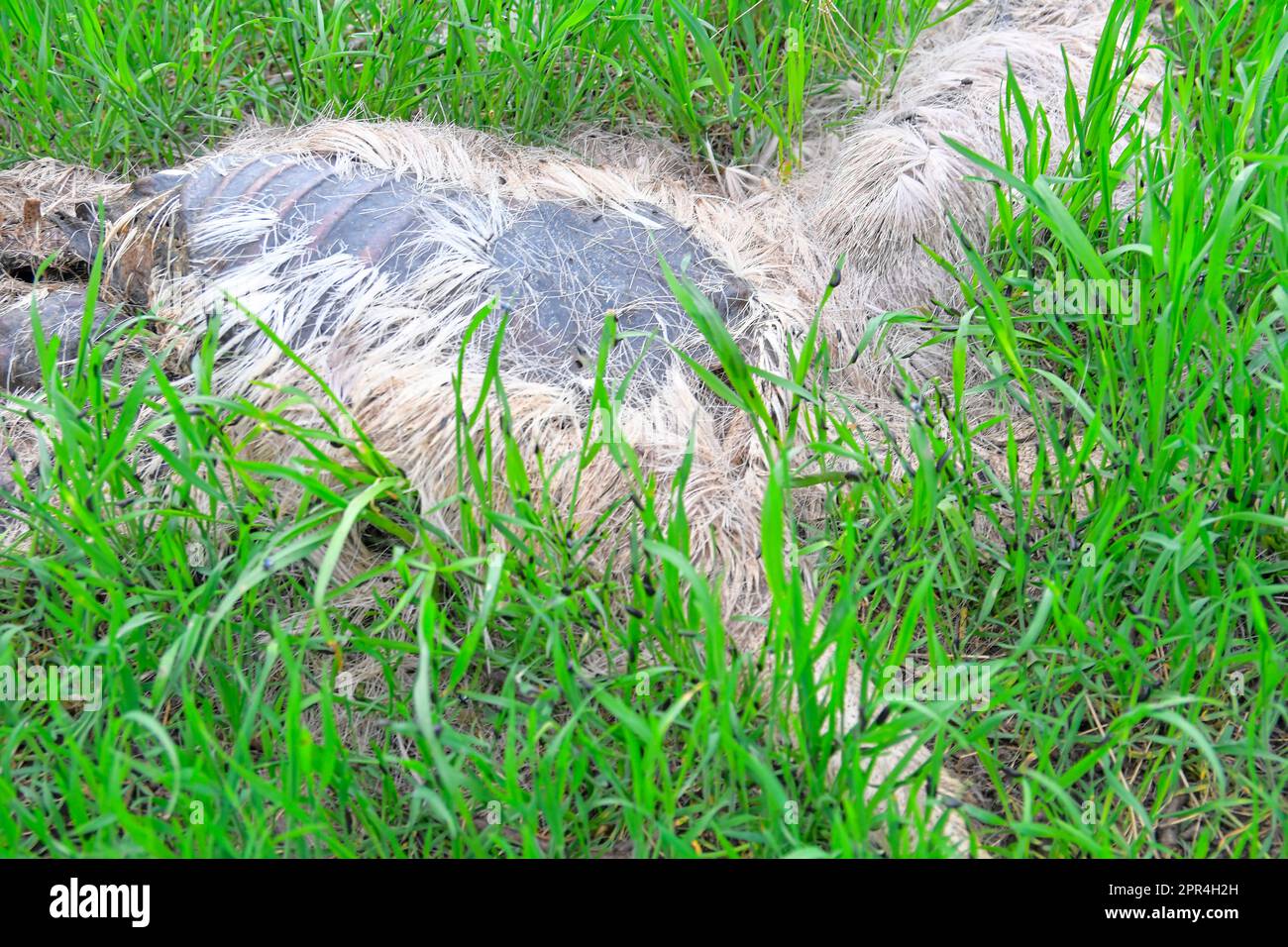 Close-up of a dead deer. The remains of a dead deer in the spring grass ...