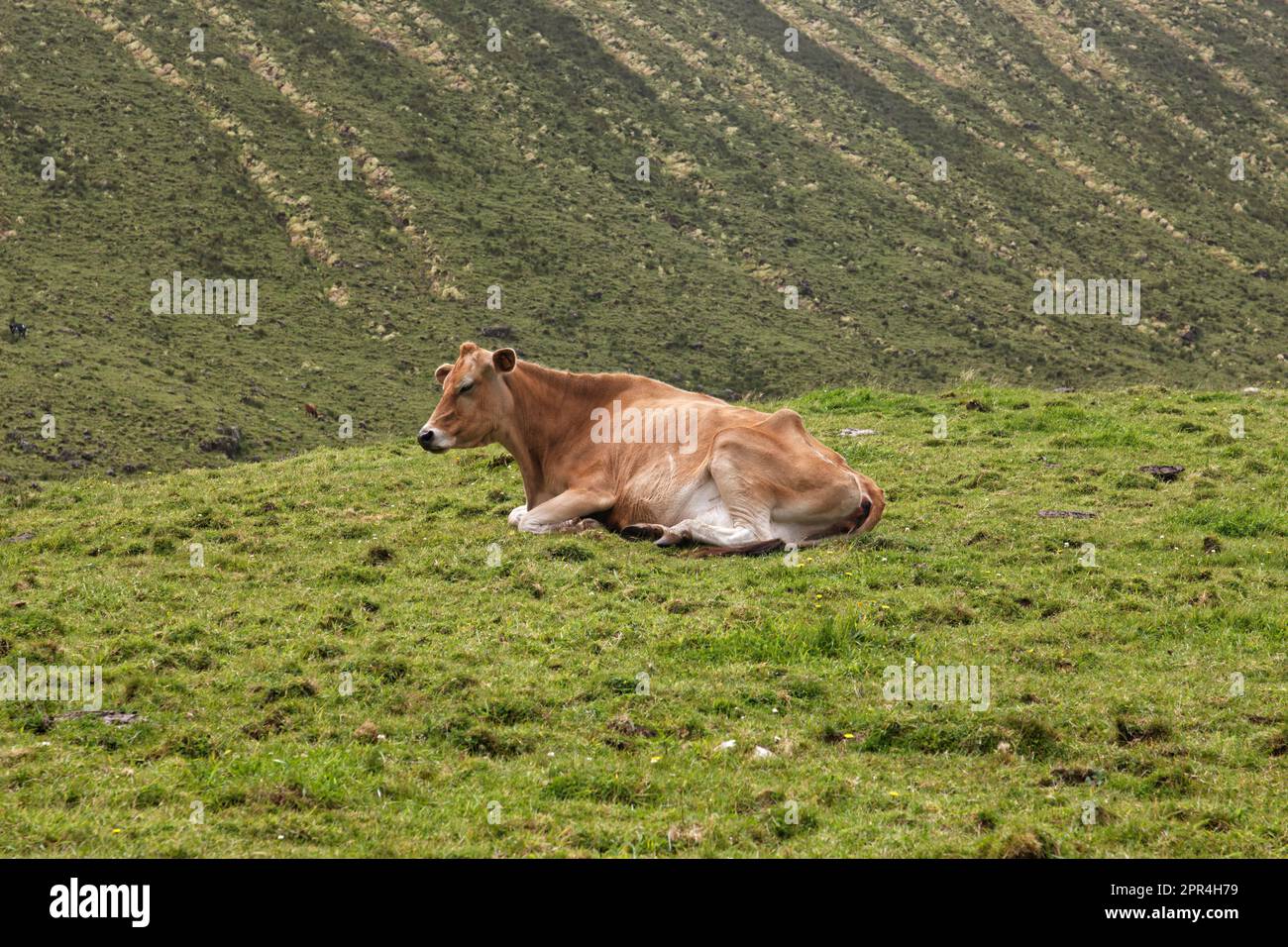 Portugal acores volcanic islands cow hi-res stock photography and ...