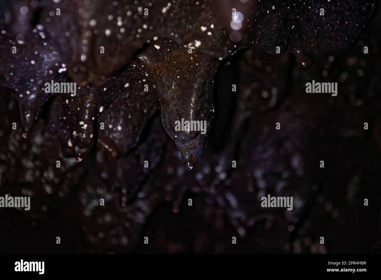 Lava stalactites on the ceiling of Gruta das Torres lava tubes in Pico ...