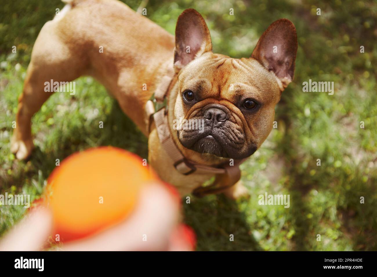 Cute little bulldog lookin at the ball. Young dog playing with the ...