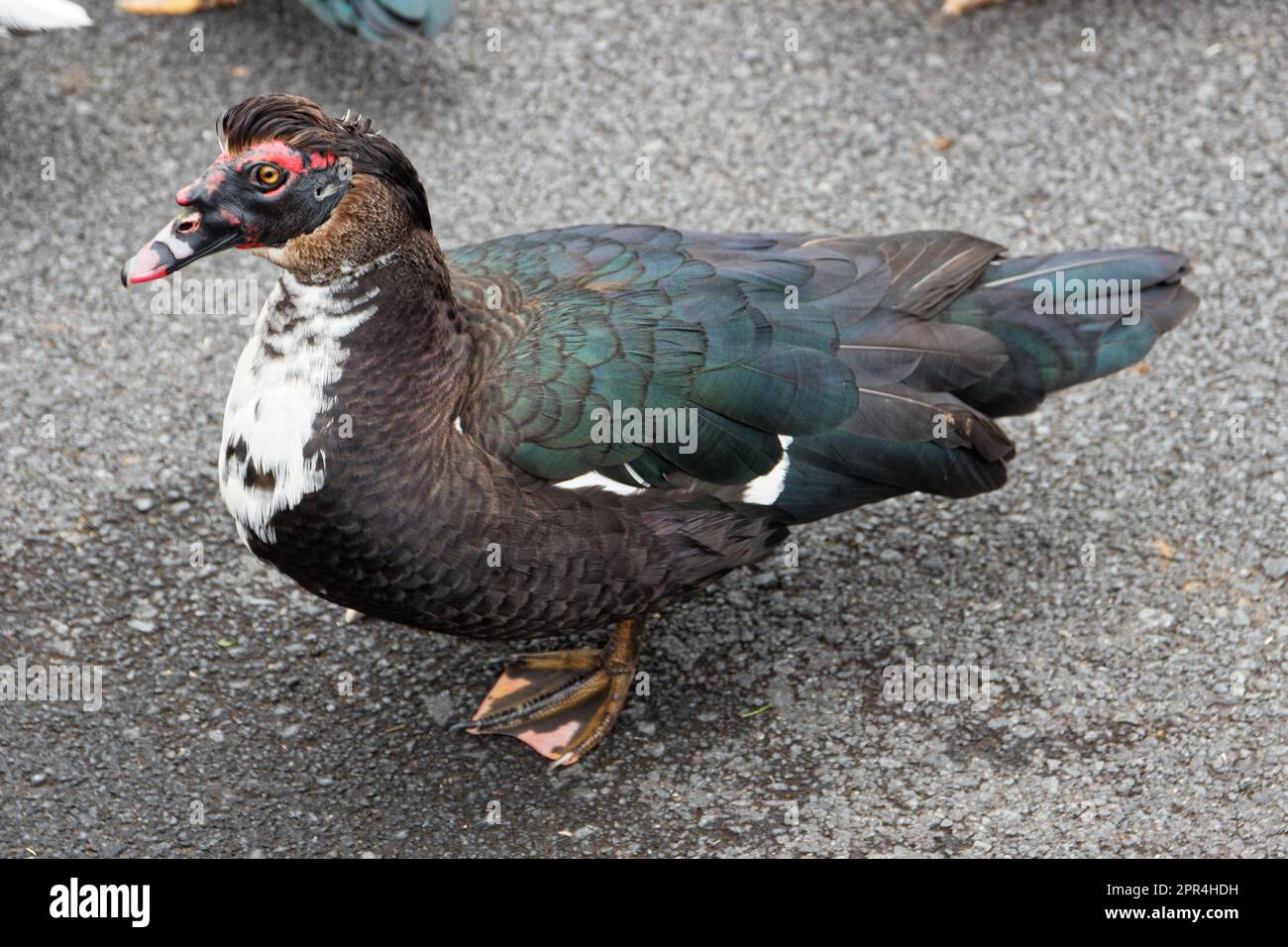 Creepy wild duck hi-res stock photography and images - Alamy