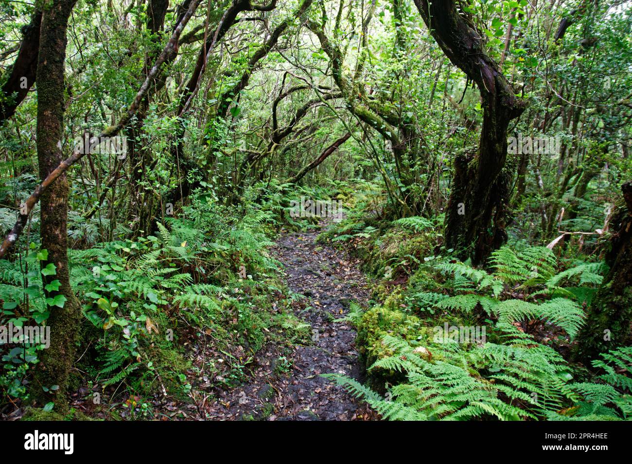 Inside the dense jungles of Pico island, Azores, Portugal Stock Photo ...