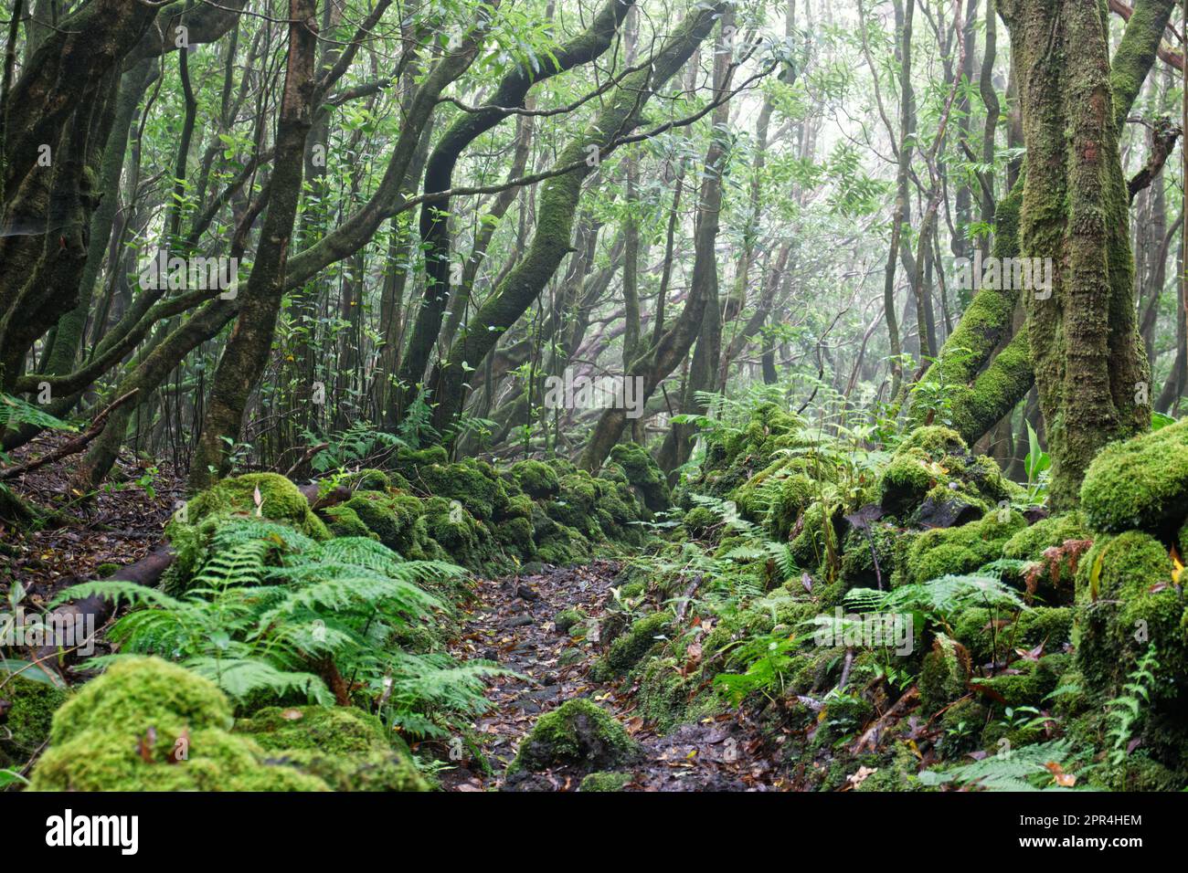 Inside the dense jungles of Pico island, Azores, Portugal Stock Photo ...