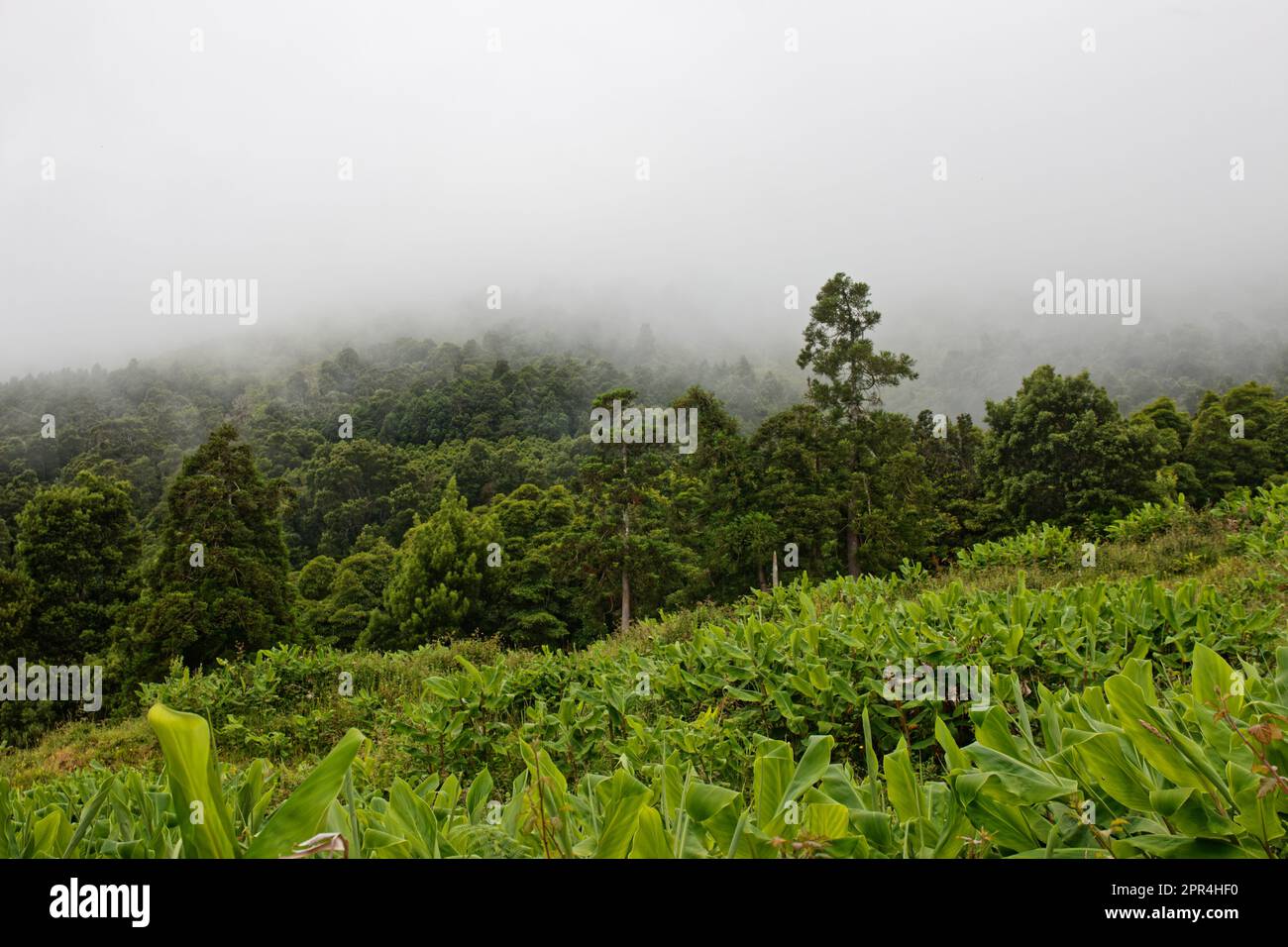 The forests of Pico island, Azores, Portugal Stock Photo - Alamy