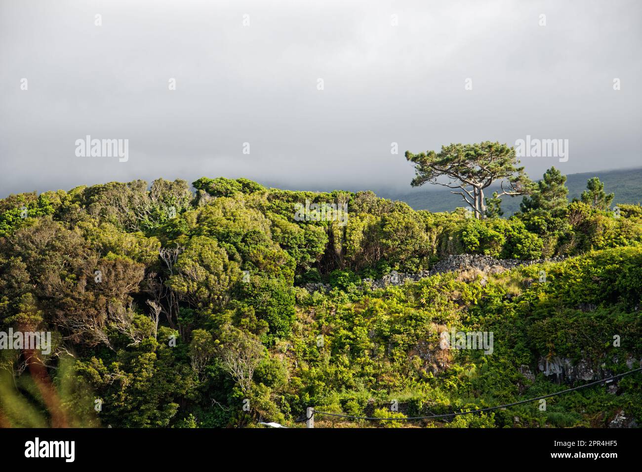 The forests of Pico island, Azores, Portugal Stock Photo - Alamy