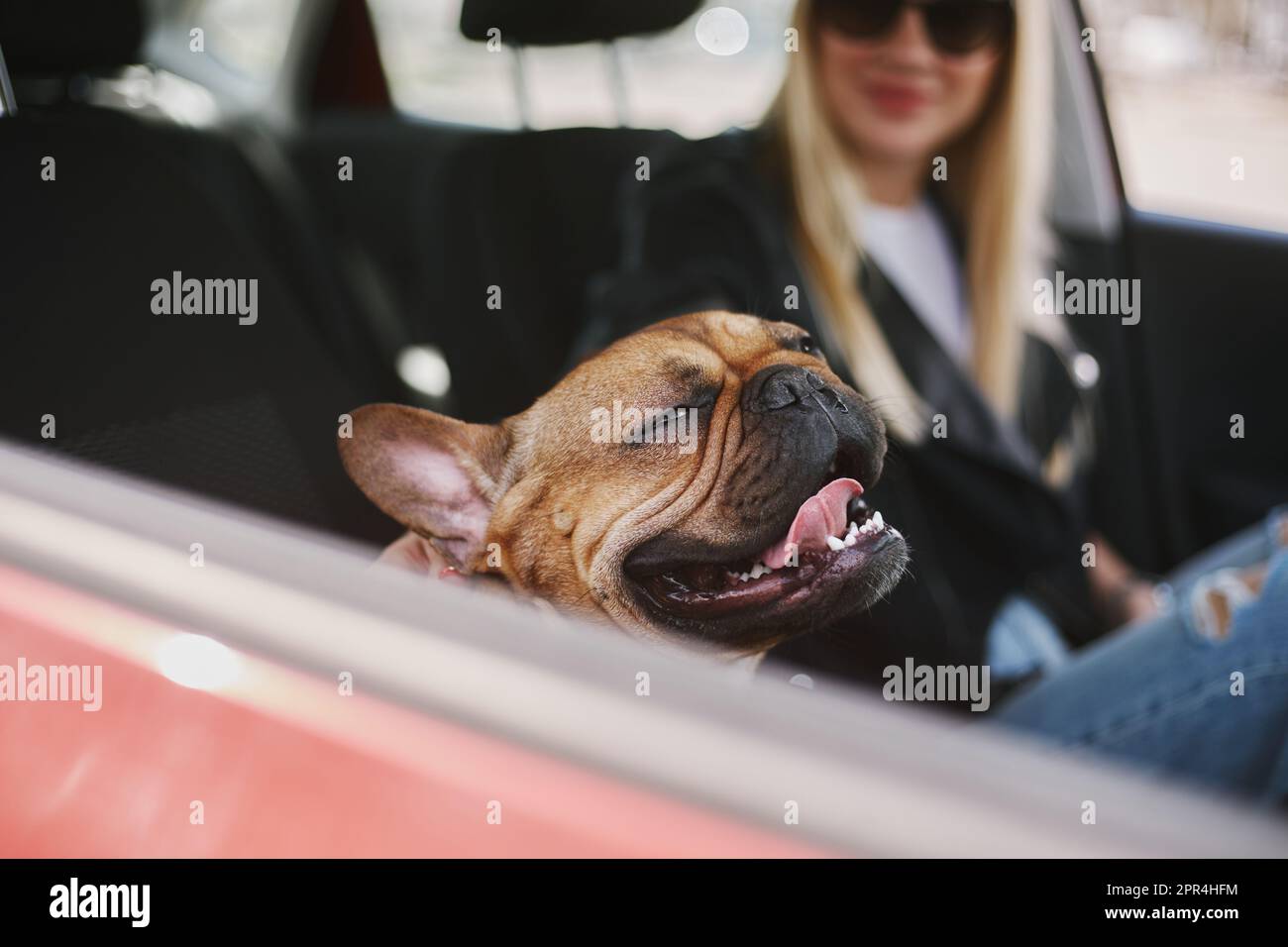 Happy young bulldog receiving a back rub. Owner scratching her pet ...