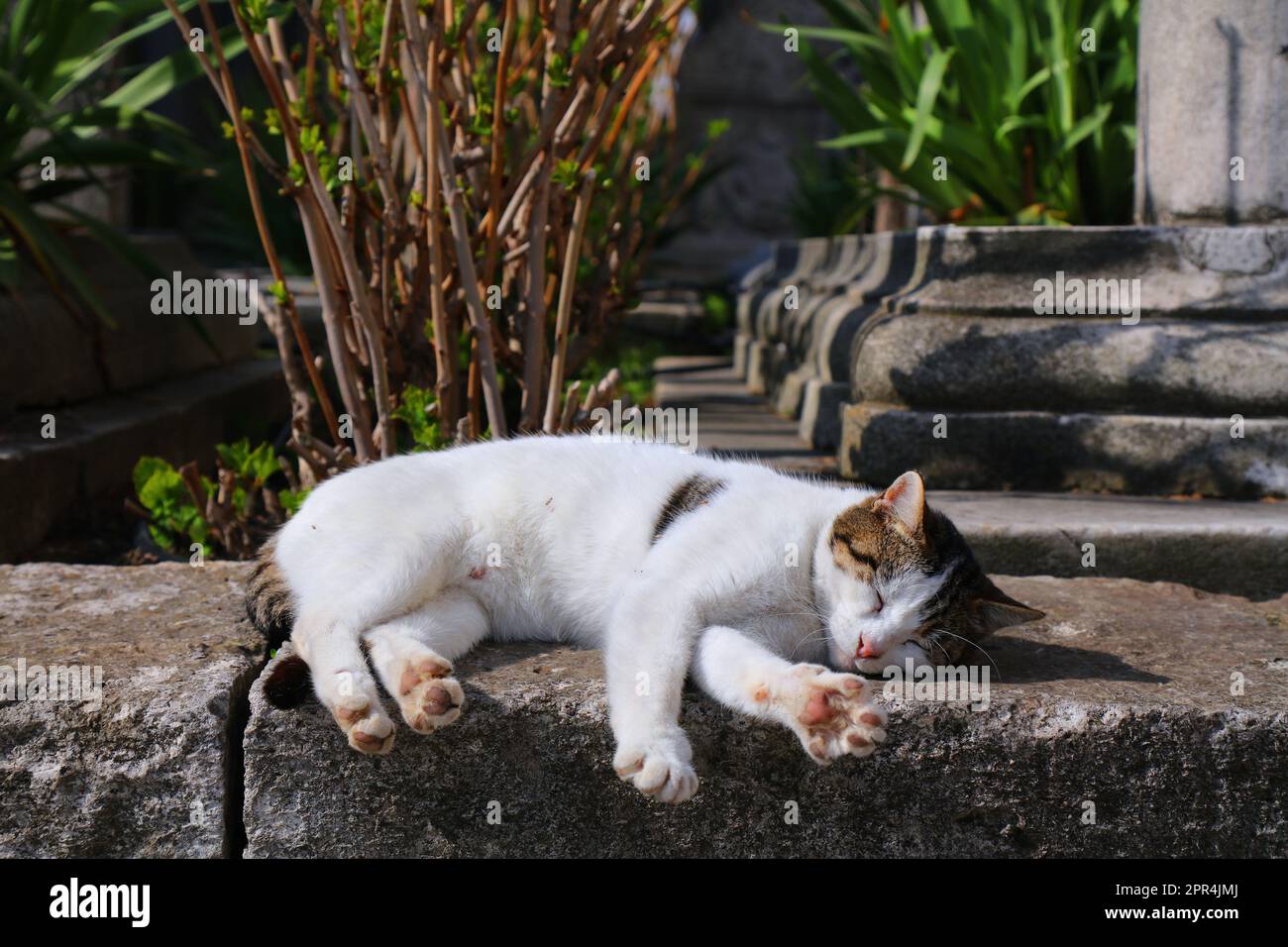 Street cat in Istanbul, Turkey. Residents of Istanbul care for the ...