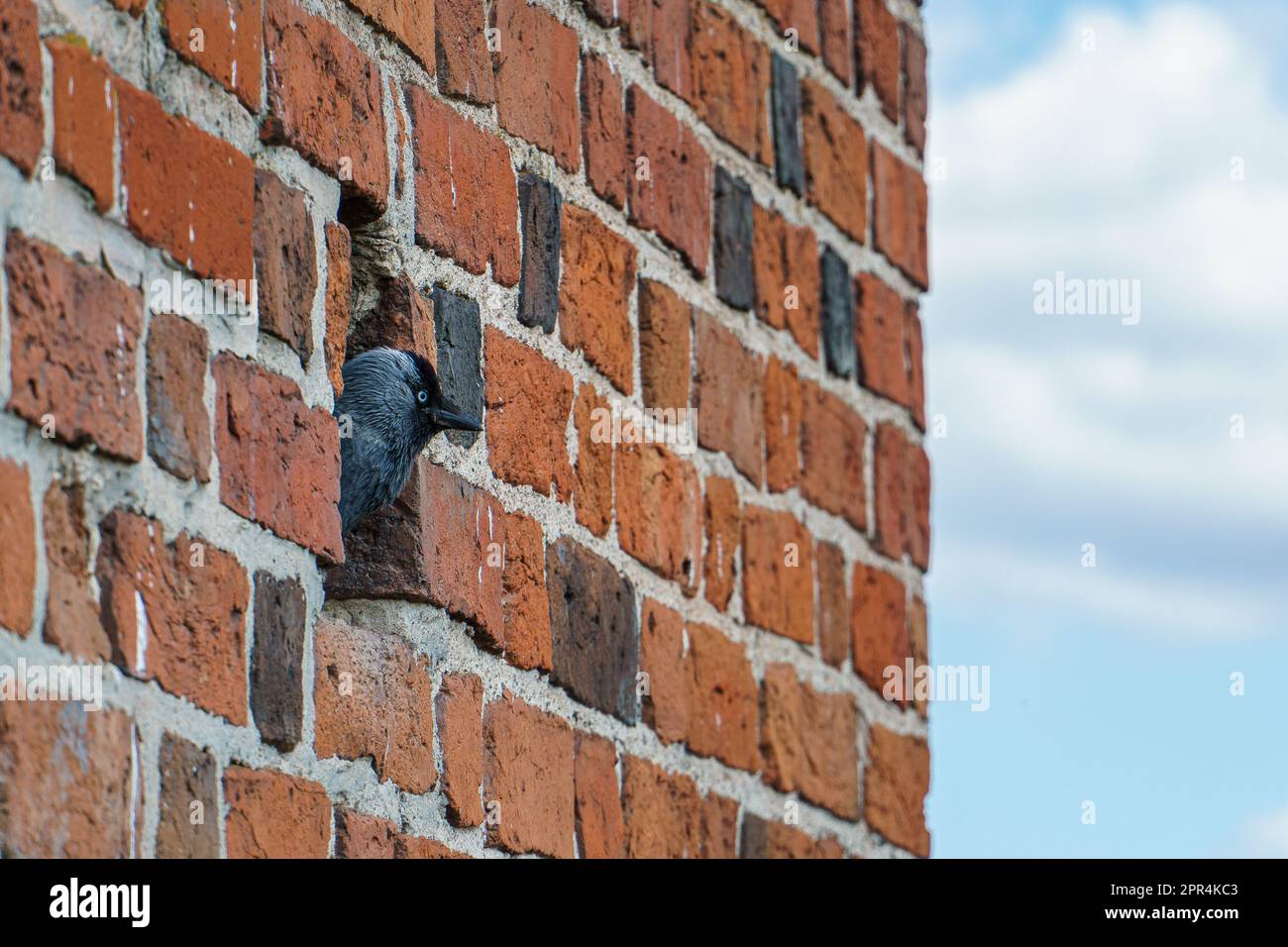 Jackdaw sitting in a nest in the castle wall in Czersk, Poland. Small ...