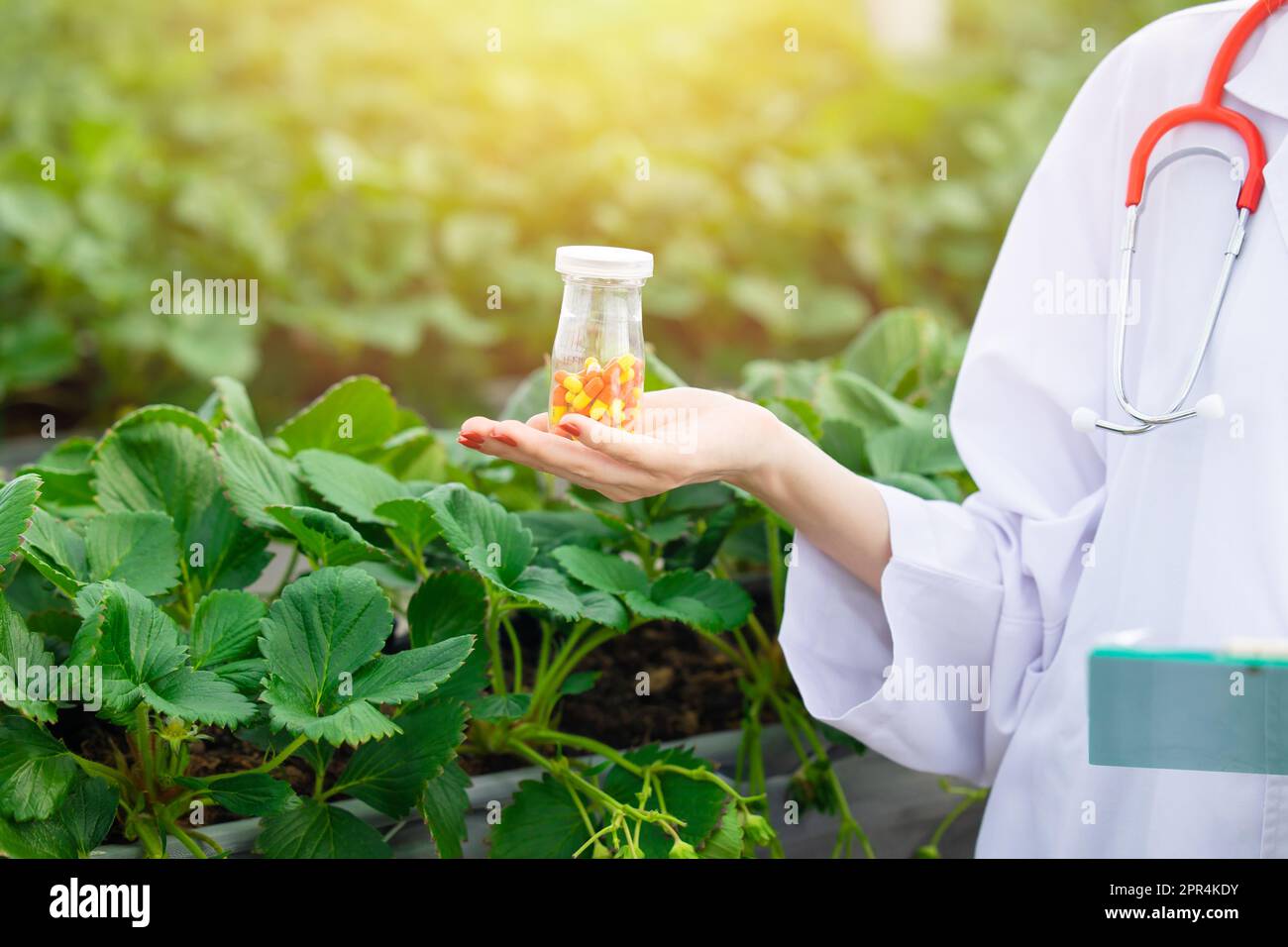 Herbal medicine from plant nature concept. Herb natural medication or ...