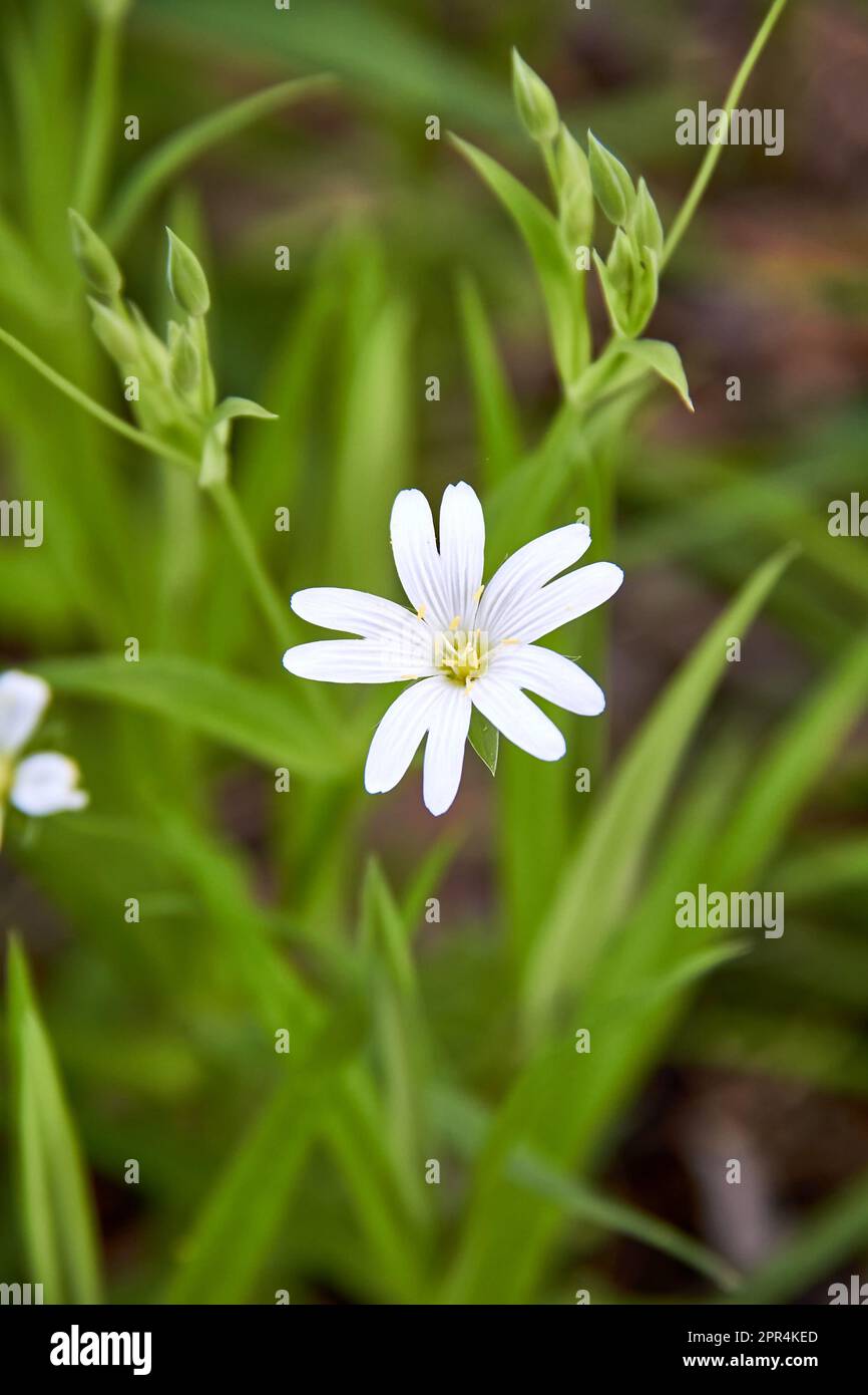 White flowers of the lanceolate star plant in a green clearing in the ...