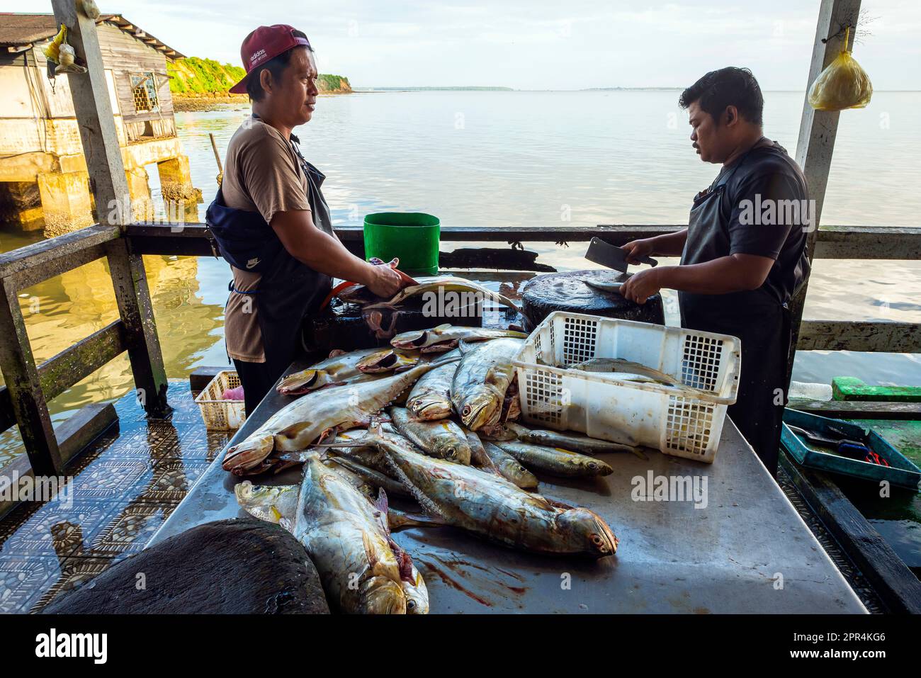 Fishermen clean newly caught fish. Fishing Village, Sandakan, Borneo ...