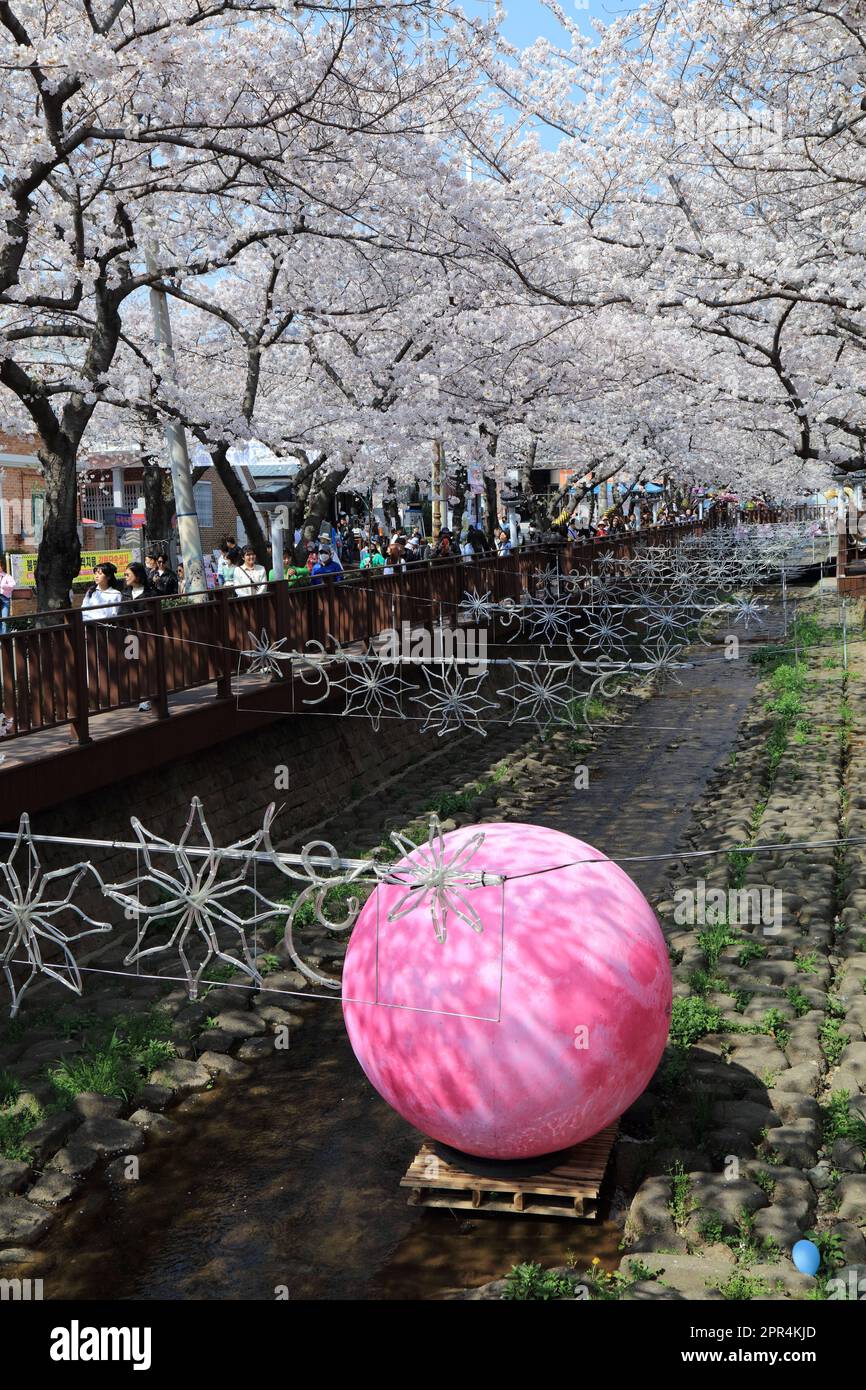 JINHAE, SOUTH KOREA - MARCH 28, 2023: People visit Yeojwa stream at ...