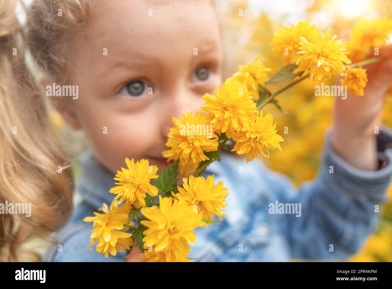 A child smells the flowers of Japanese keriya Stock Photo - Alamy