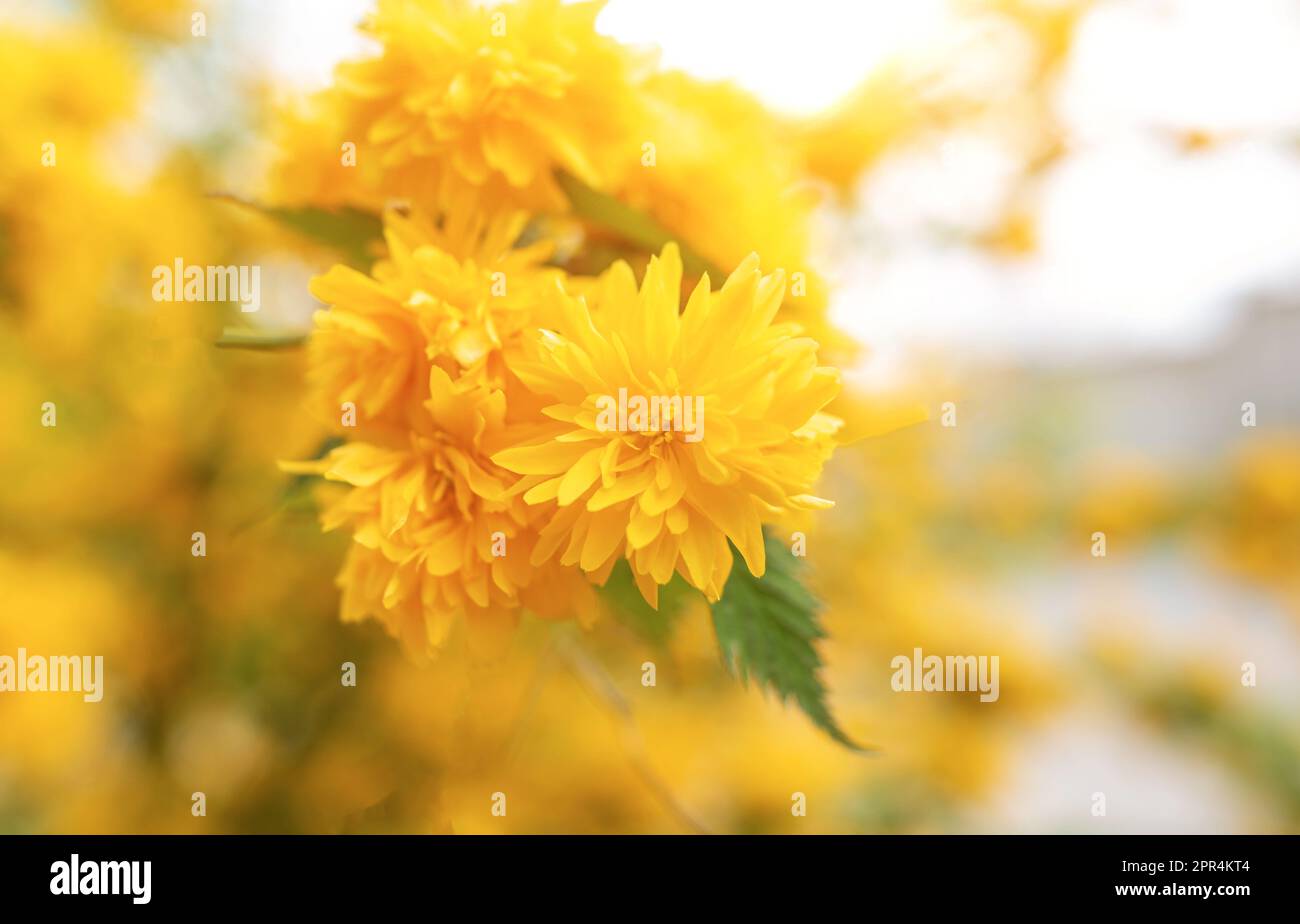 Kerria japanica hi-res stock photography and images - Alamy