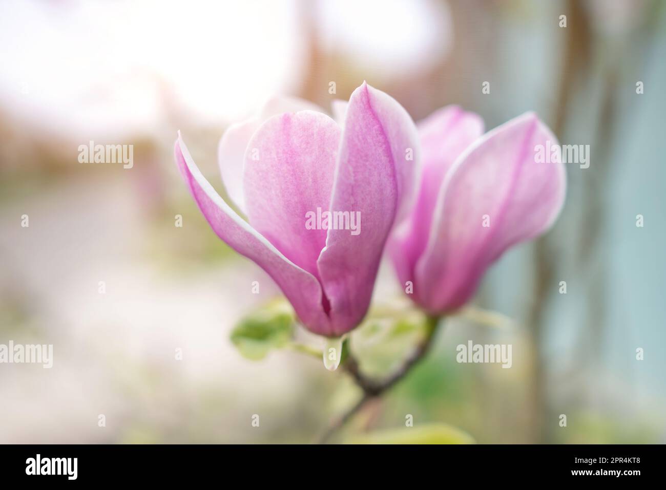 Beautiful magnolia flowers on the branches Stock Photo - Alamy