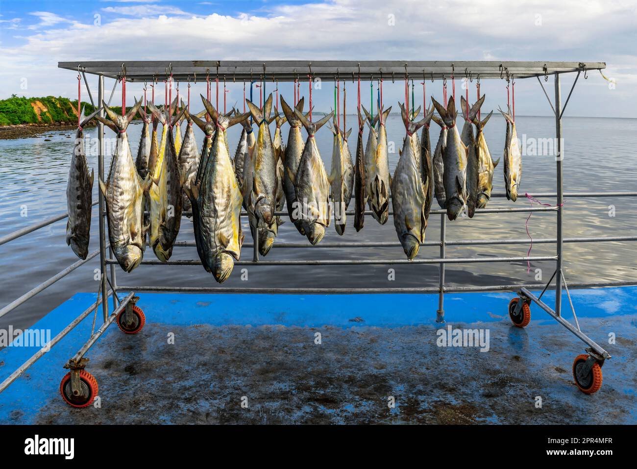 Freshly caught Fish dried out in the sun. Fishing Village, Sandakan ...