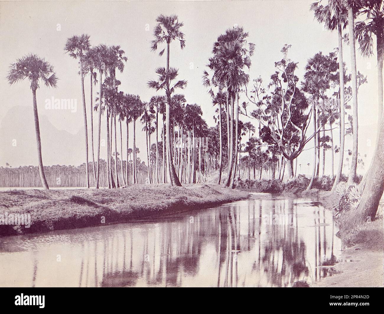 The place of baptism. The lake with palm trees overhanging it. Near the ...