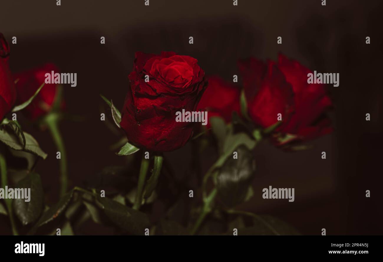 Red roses front view Stock Photo - Alamy