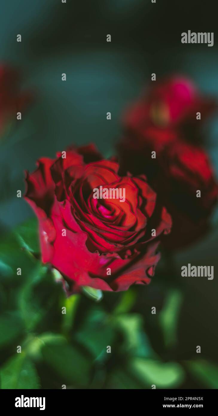 Red roses front view Stock Photo - Alamy