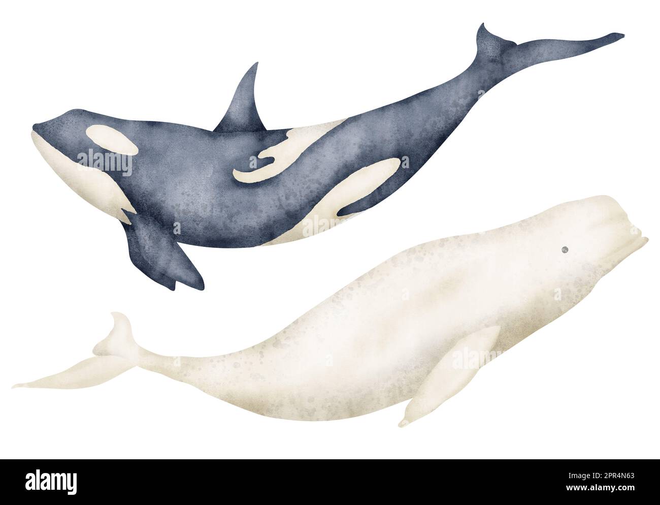 Big Whale and Beluga. Hand drawn watercolor illustration of underwater ...